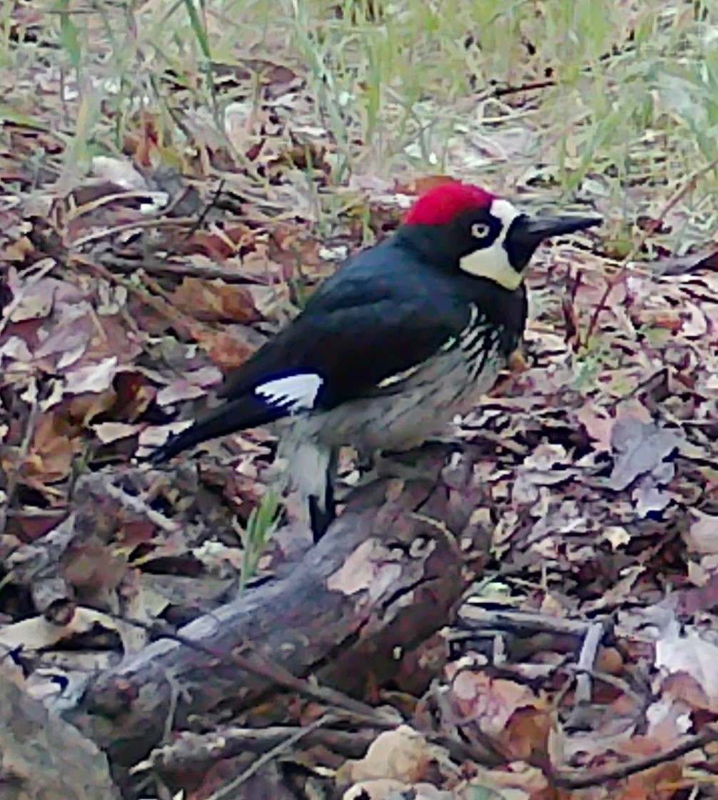 June 2024 wildlife photos