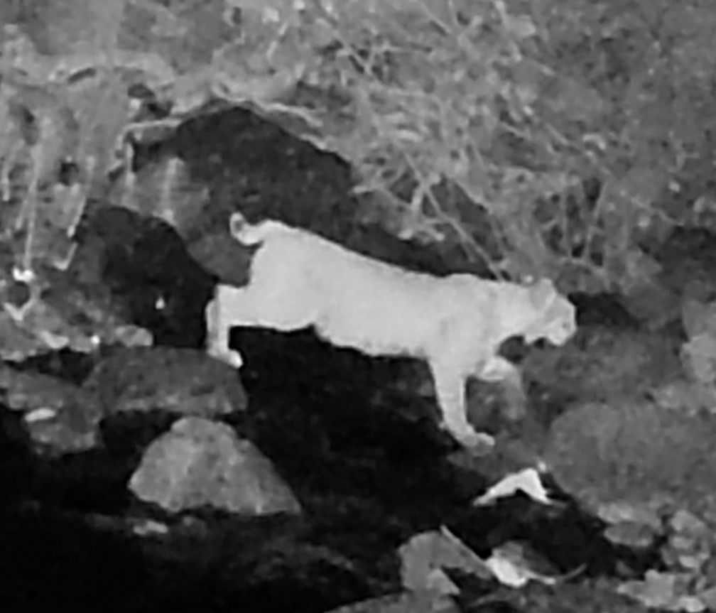 May 2024 wildlife photos