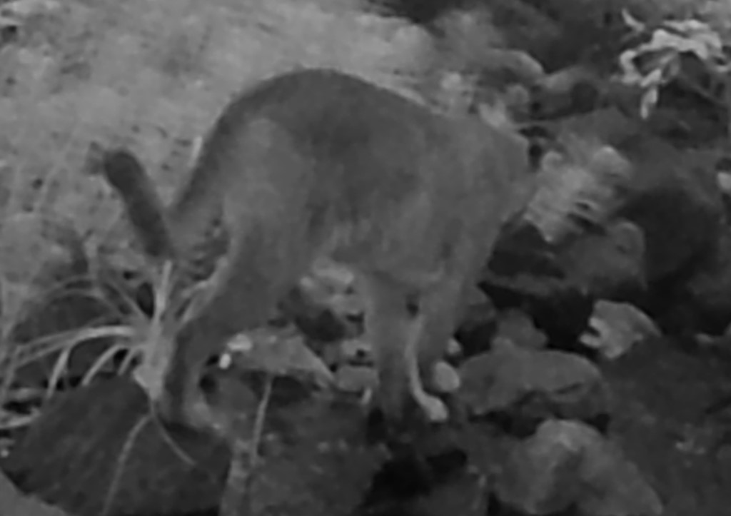 May 2024 wildlife photos